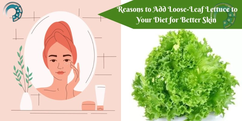Reasons to Add Loose-Leaf Lettuce to Your Diet for Better Skin