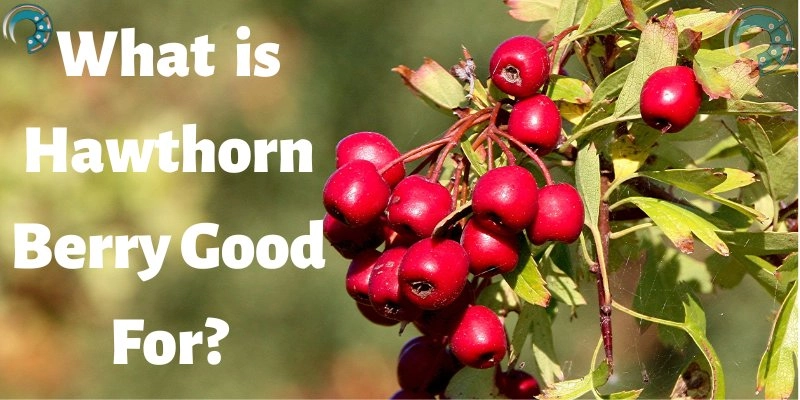 What is Hawthorn Berry Good For?