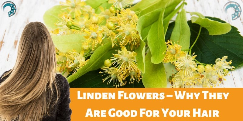 Linden Flowers – Why They Are Good For Your Hair