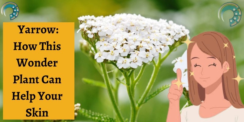 Yarrow: How This Wonder Plant Can Help Your Skin