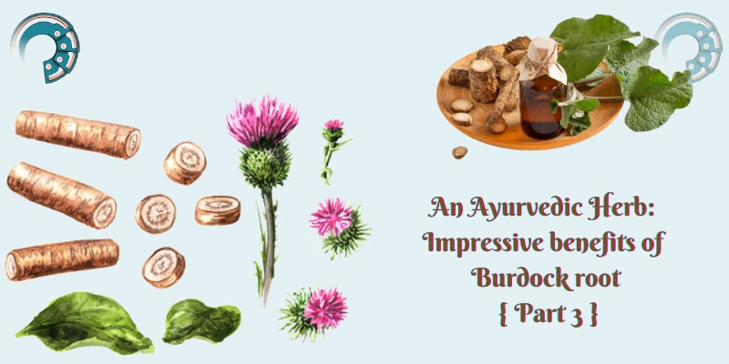 An Ayurvedic Herb : Impressive benefits of Burdock root { Part 3 }