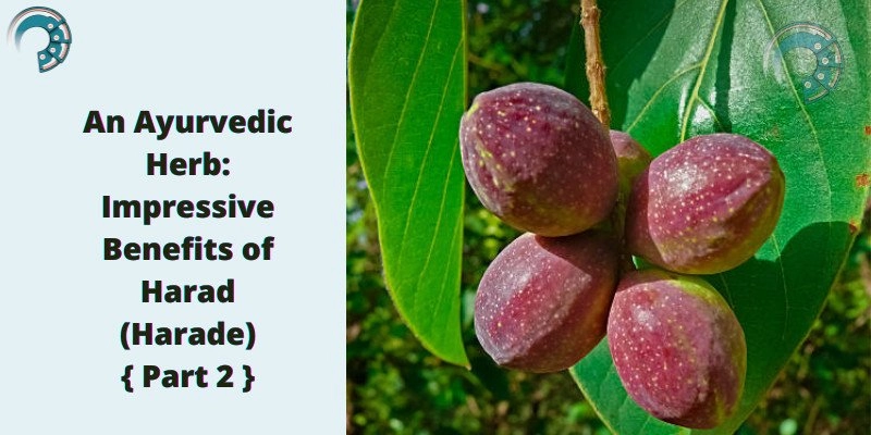 An Ayurvedic Herb: Impressive Benefits of Harad (Harade) { Part 2 }