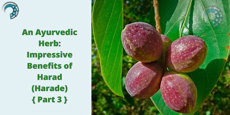 An Ayurvedic Herb: Impressive Benefits of Harad (Harade) { Part 3 }