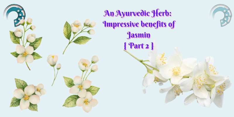 An Ayurvedic Herb: Impressive benefits of Jasmin { Part 2 }