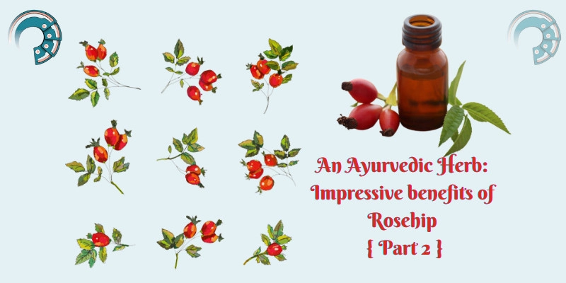 An Ayurvedic Herb : Impressive benefits of Rosehip { Part 2 }