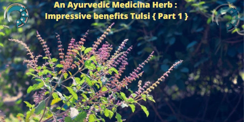 An Ayurvedic Medicina Herb : Impressive benefits Tulsi { Part 1 }