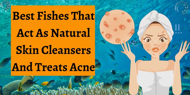 Best Fishes That Act As Natural Skin Cleansers And Treats Acne