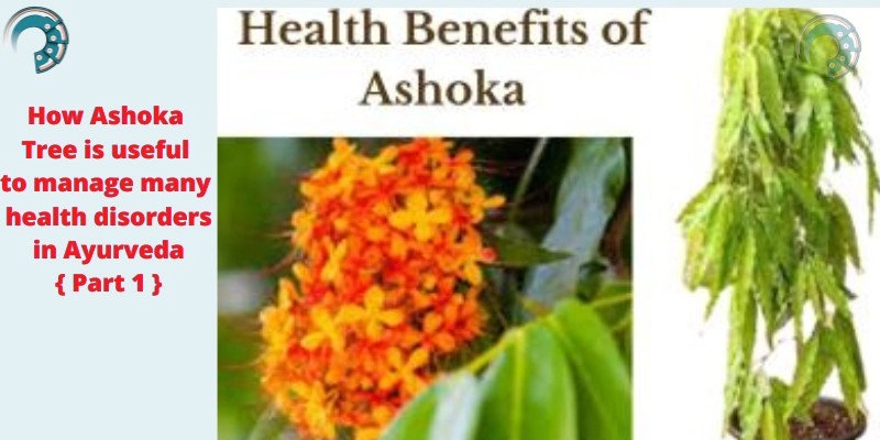 How Ashoka Tree is useful to manage many health disorders in Ayurveda ...