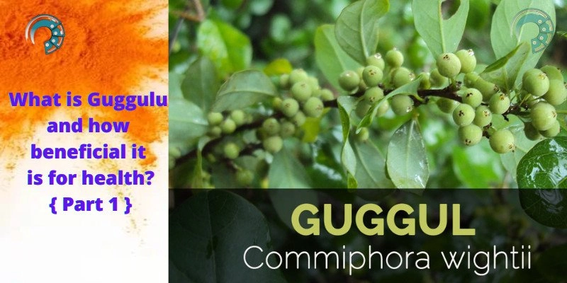 What is Guggulu and how beneficial it is for health? { Part 1 }