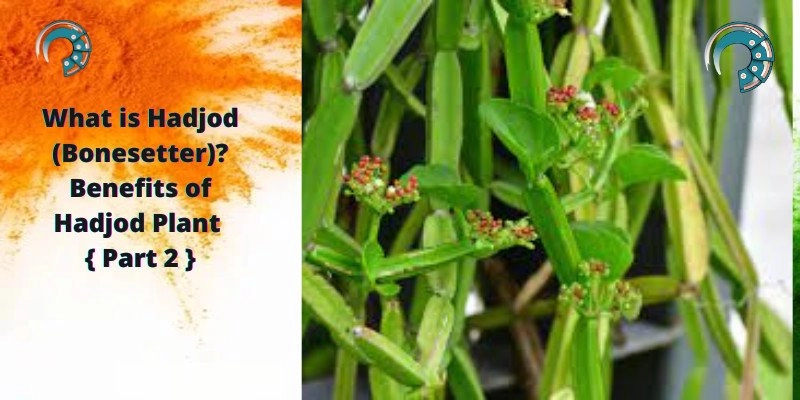What is Hadjod (Bonesetter)? Benefits of Hadjod Plant { Part 2 }