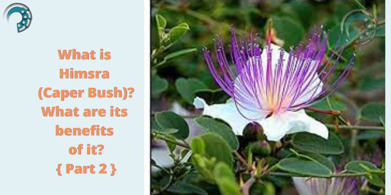 What is Himsra (Caper Bush)? What are the benefits of it? { Part 2 }