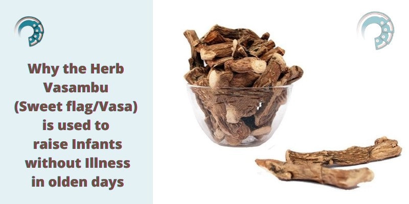 Why the Herb 'Vasambu' (Sweet flag/Vasa) is used to raise Infants ...