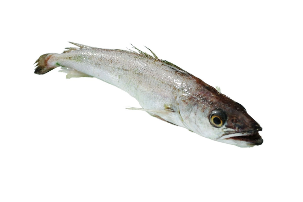 Best Fishes That Act As Natural Skin Cleansers And Treats Acne
