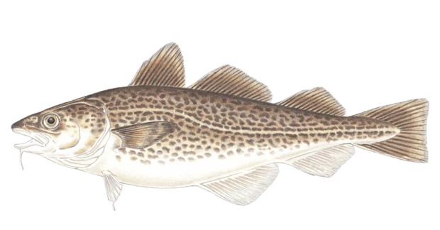 The Various Ways in Which Atlantic Cod Can Benefit Your Skin
