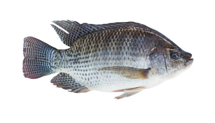 Proven Skin Benefits of Eating Tilapia Fish Regularly